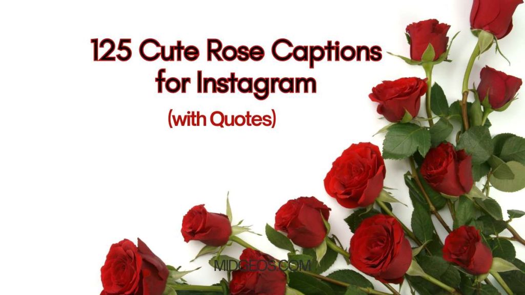 Blooming Beauties: 125 Rose Captions For Instagram (with Quotes)